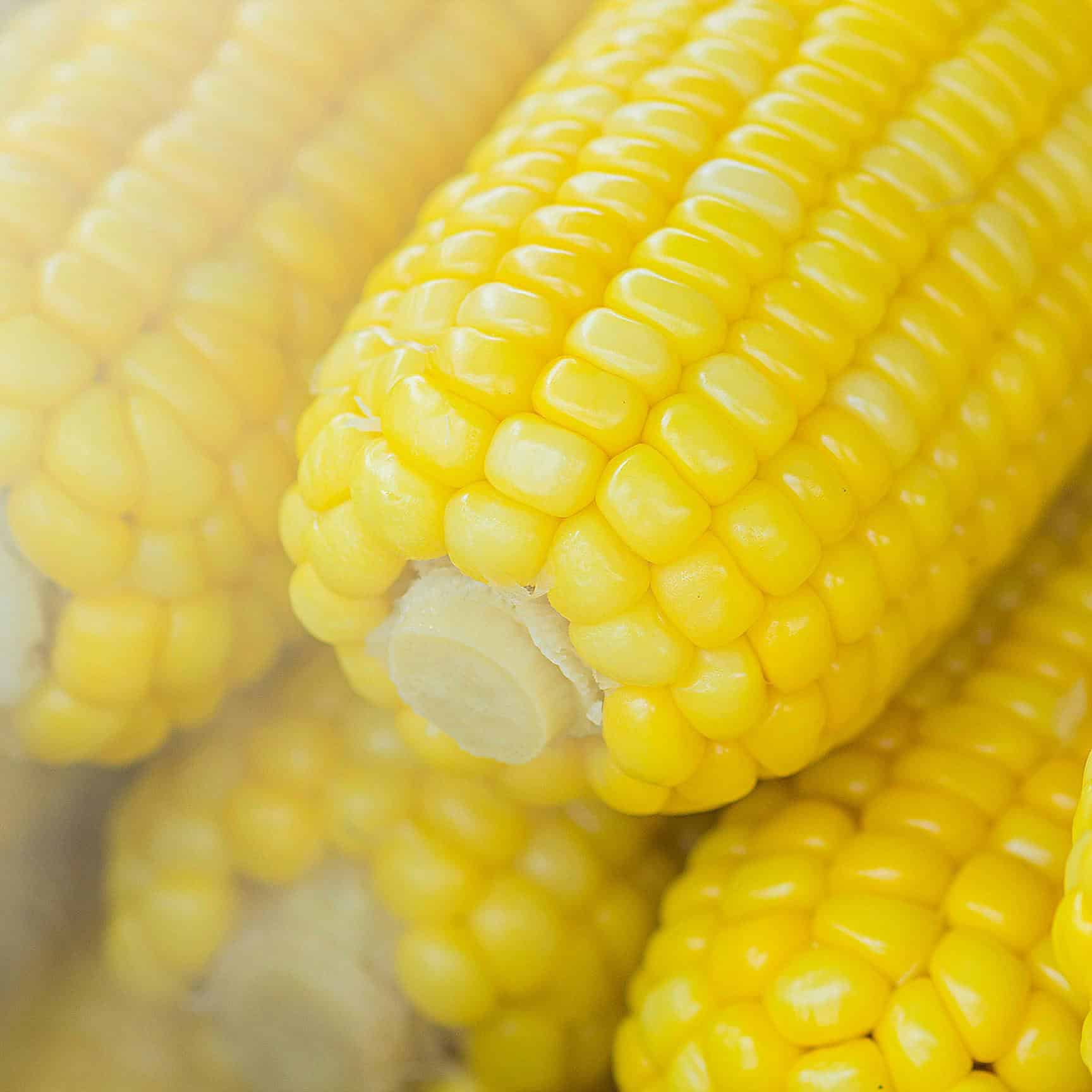 Update: Join the Family Life Corn Boil on September 20